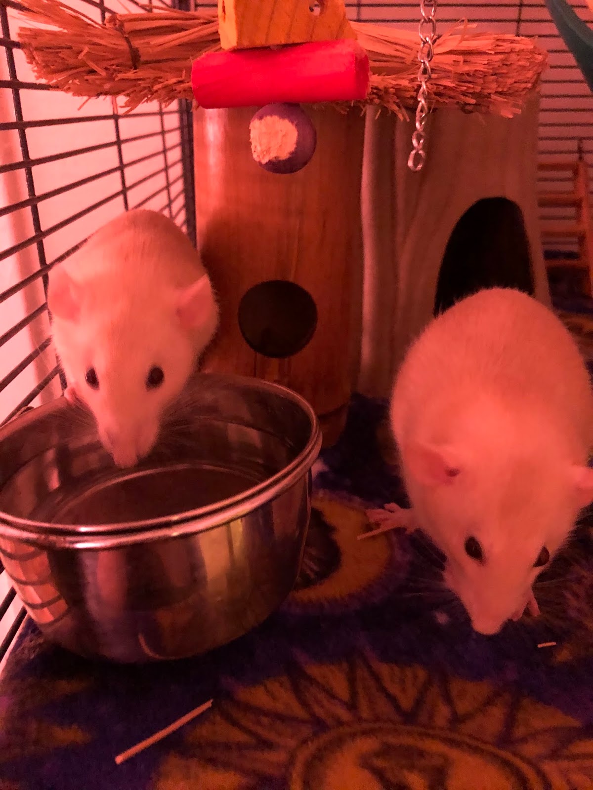 Rattie Ratz: Lula & Dora