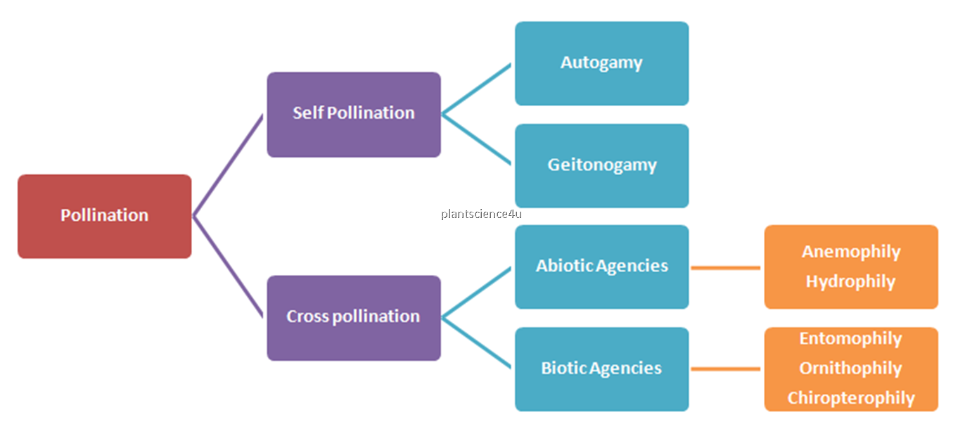 Functions of Pollination