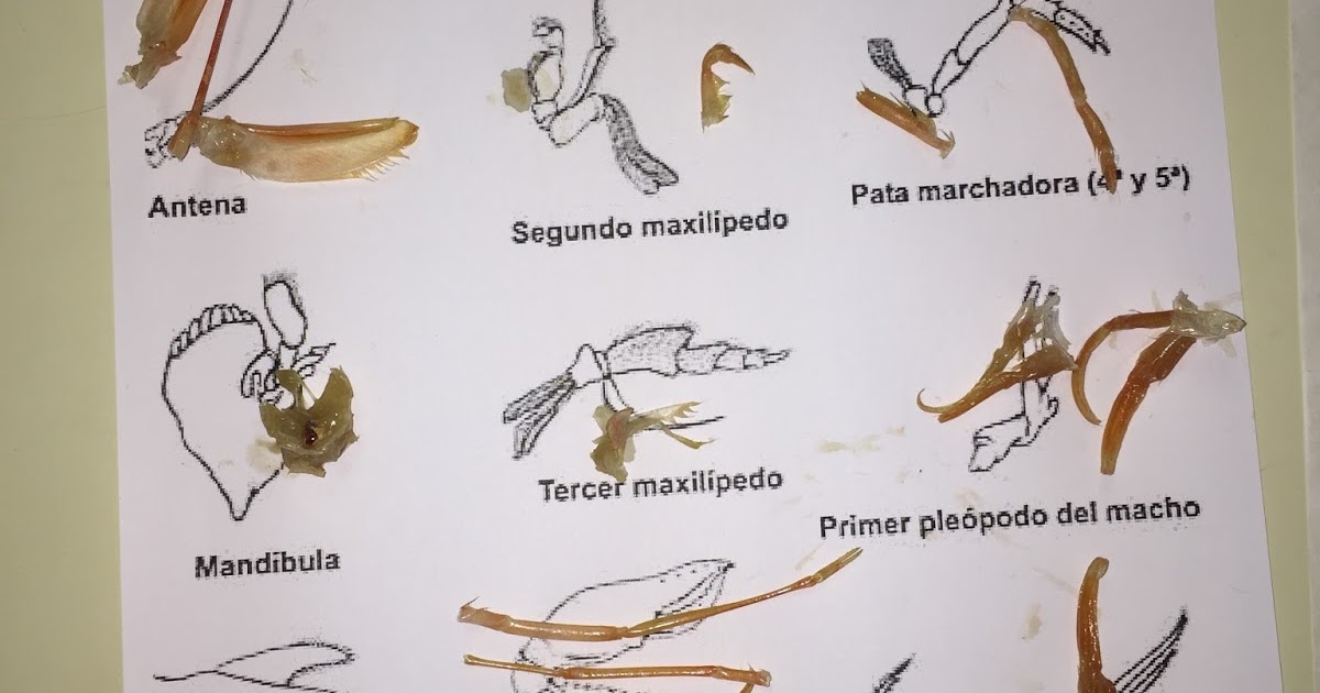 Método Bióblogo: Disección de una gamba.