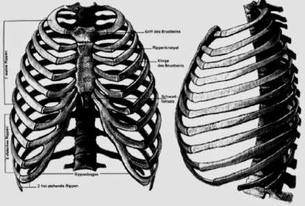 Scopriamo il Corpo Umano
