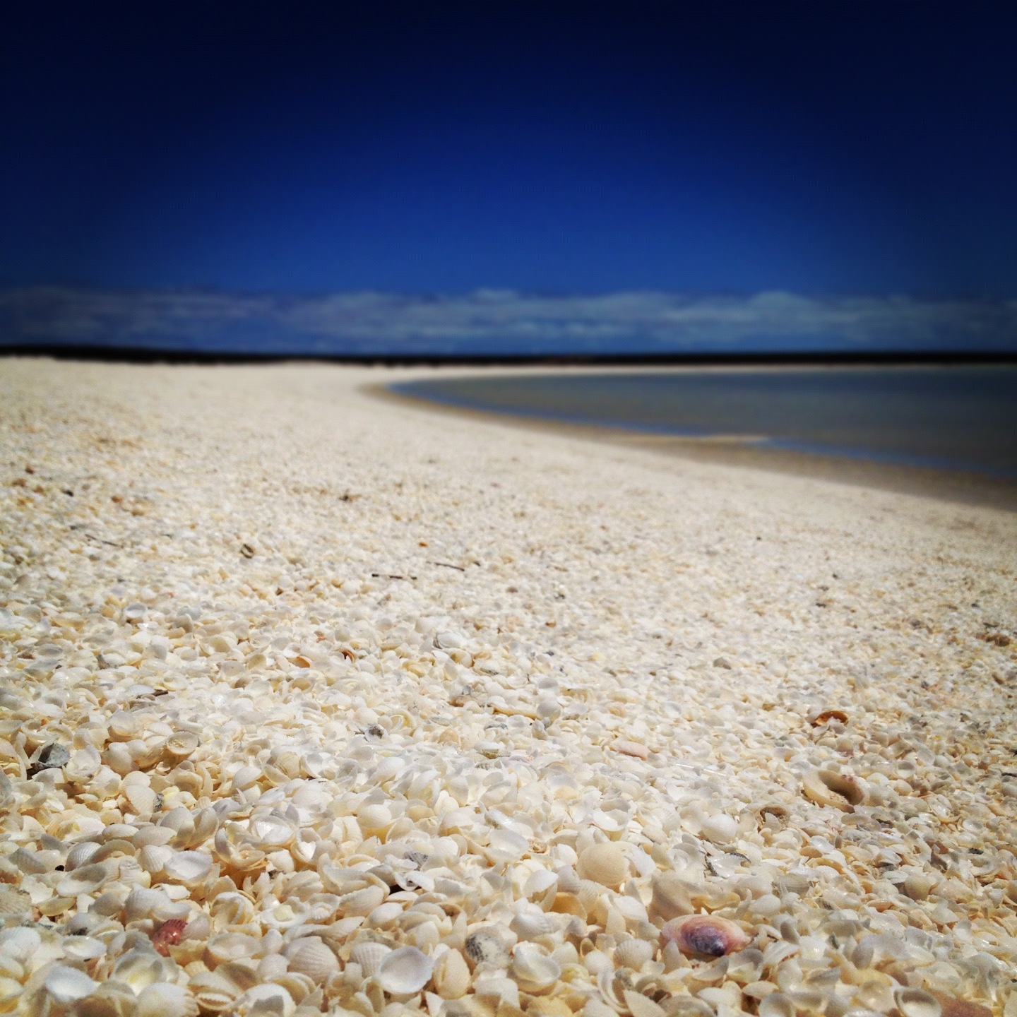 Shell Beach | iPhoneography Oz | Australia iPhone Photography Travel Blog
