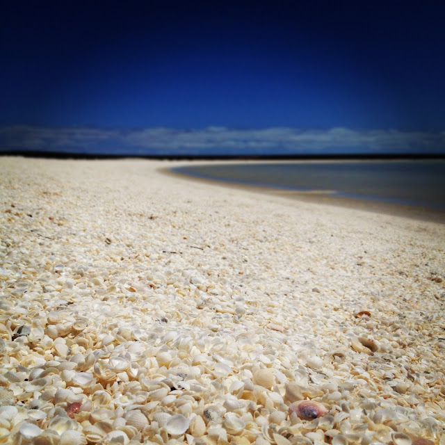 Shell Beach | iPhoneography Oz | Australia iPhone Photography Travel Blog