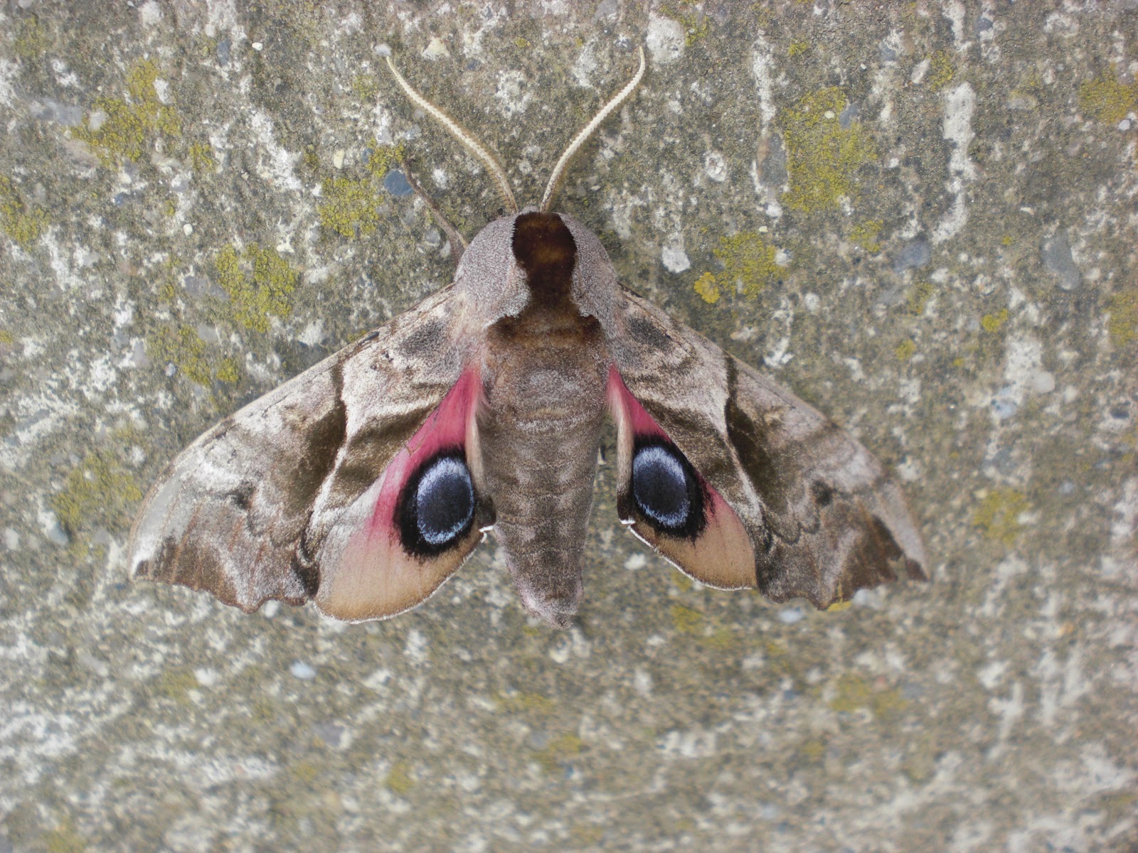 Perfumes y luces de Extremadura: Sphingidae. Familia: Esfingidos.