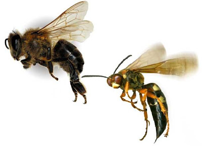 Nectar e Libro: Σφήκα και σφίγγα