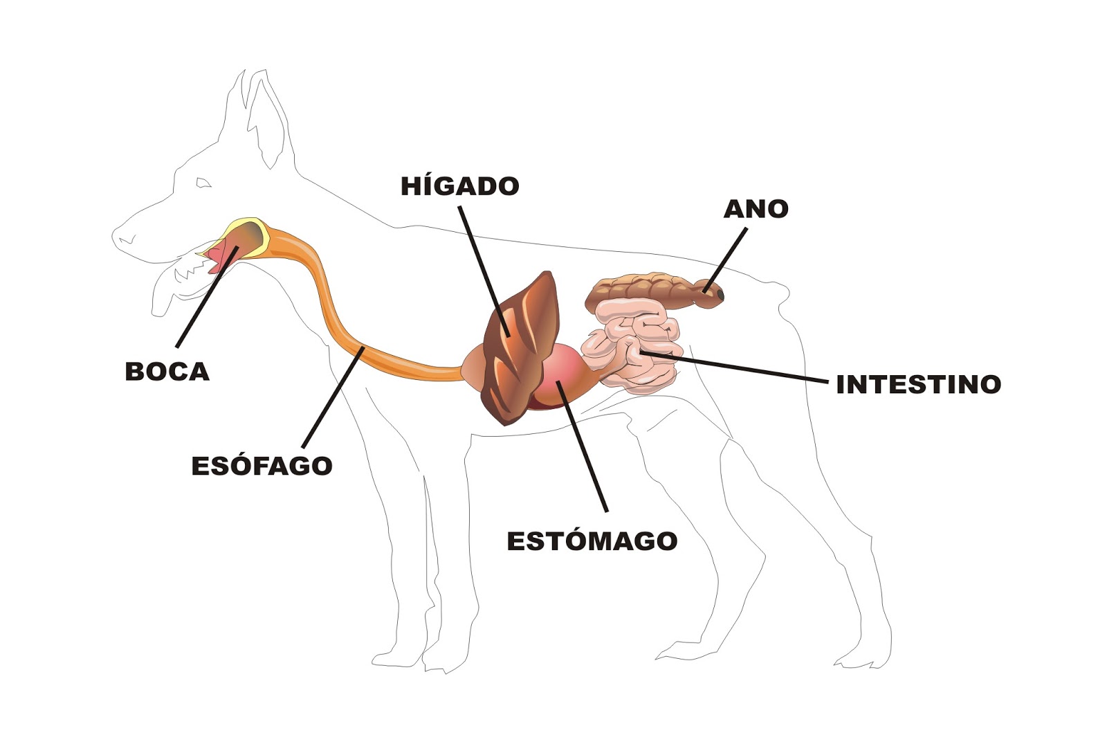 univers, terra, vida...: Els mamífers i les seves funcions vitals