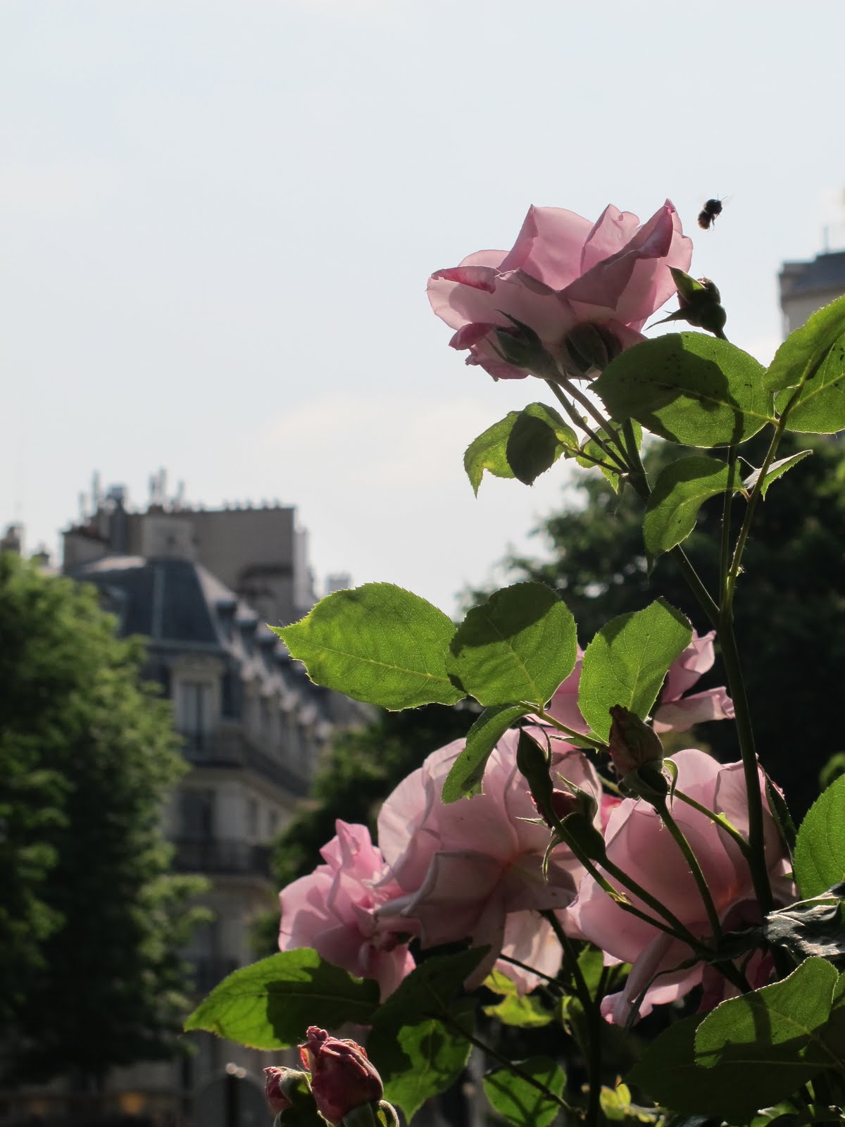 Sweet Days and Roses: Beautiful Paris