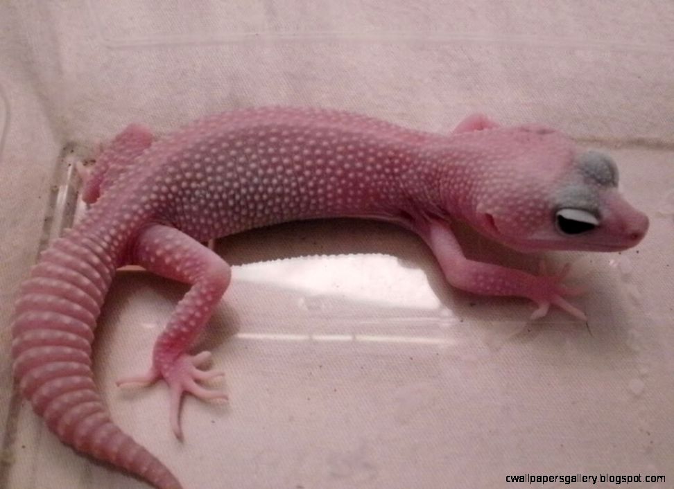 Diablo Blanco Leopard Gecko | Wallpapers Gallery