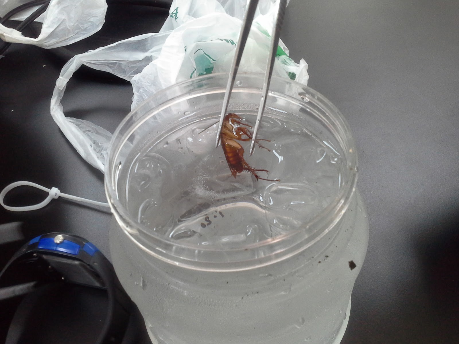 ROBOROACH BY PERMATAPINTAR | PERMATApintar's Biotechnologist!