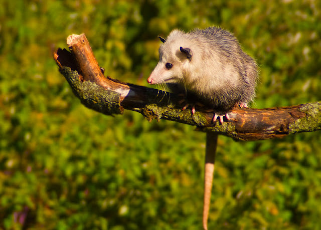 Opossum | The Biggest Animals Kingdom