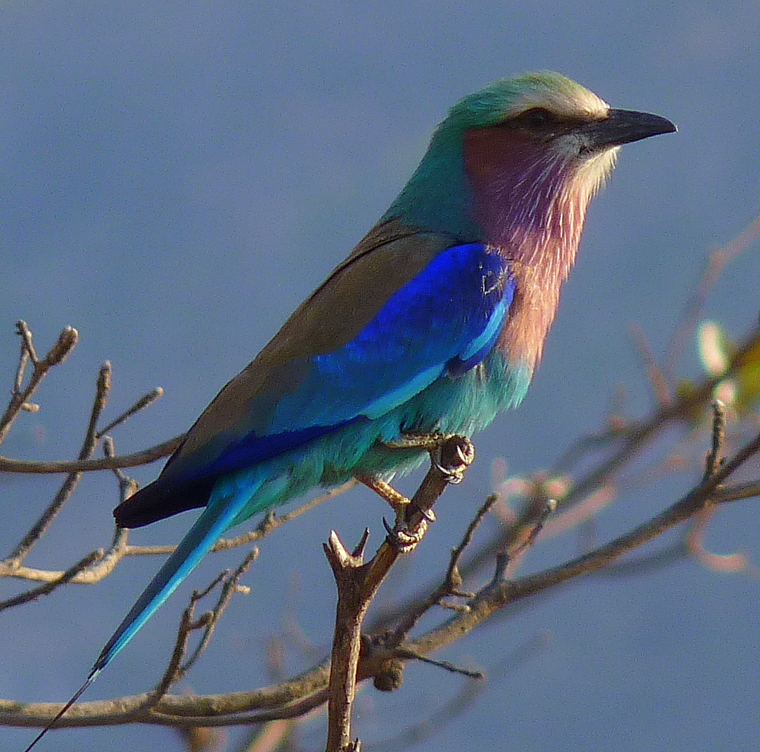 Birding For Pleasure: WEEKEND REFLECTIONS and FRIDAY'S HUNT