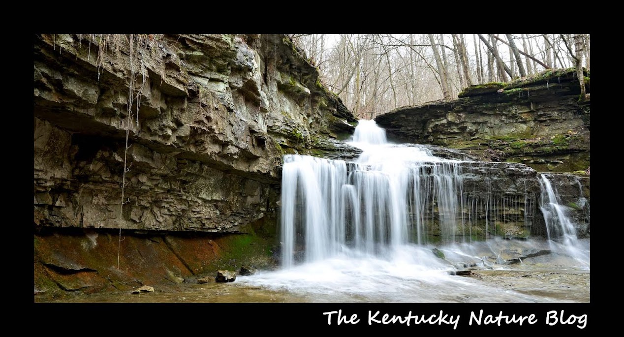 The Kentucky Nature Blog: Spring Wildflowers at Anglin Falls State ...