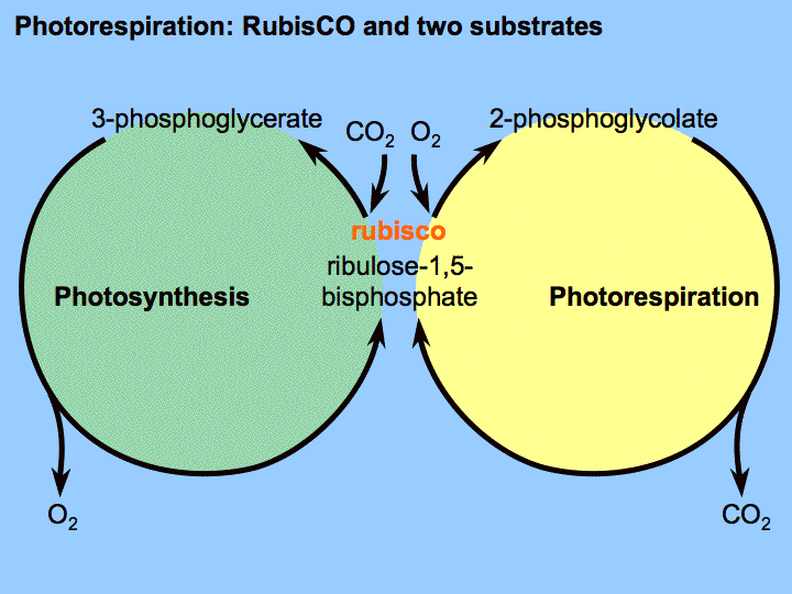 Pengertian dan Fungsi Fotorespirasi - EDUBIO