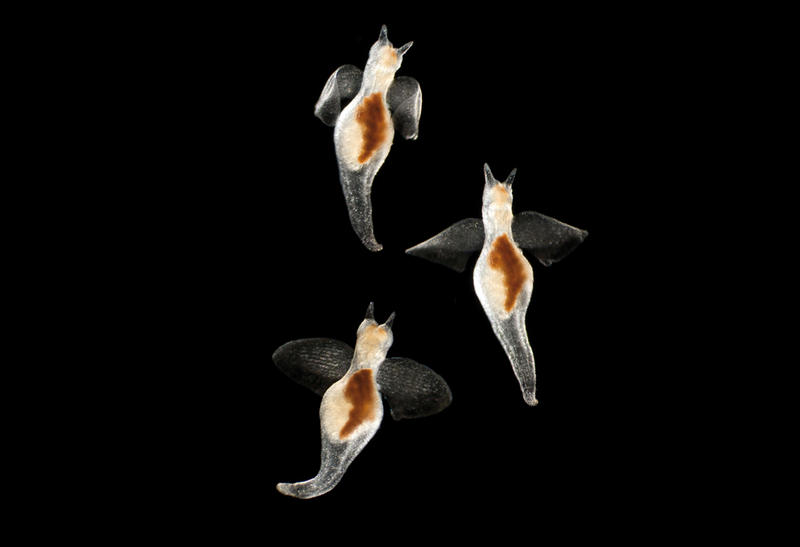 MUY INTERESANTE SPAIN: CONOCES LOS ANGELES DEL MAR O CLIONES