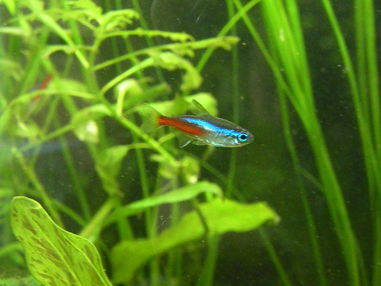 Neon Innesa - Paracheirodon innesi