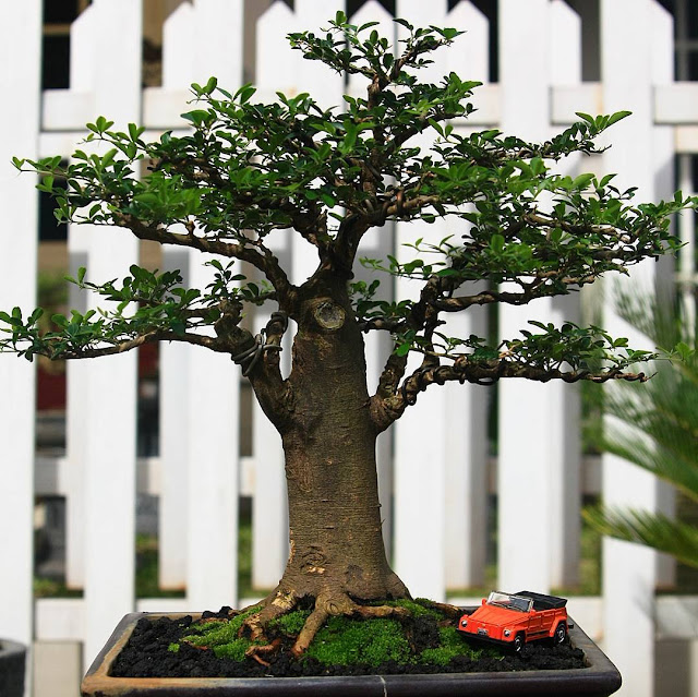 Keindahan Bonsai Jeruk Kingkit ( Triphasiatrifolia ) - Suka Bonsai