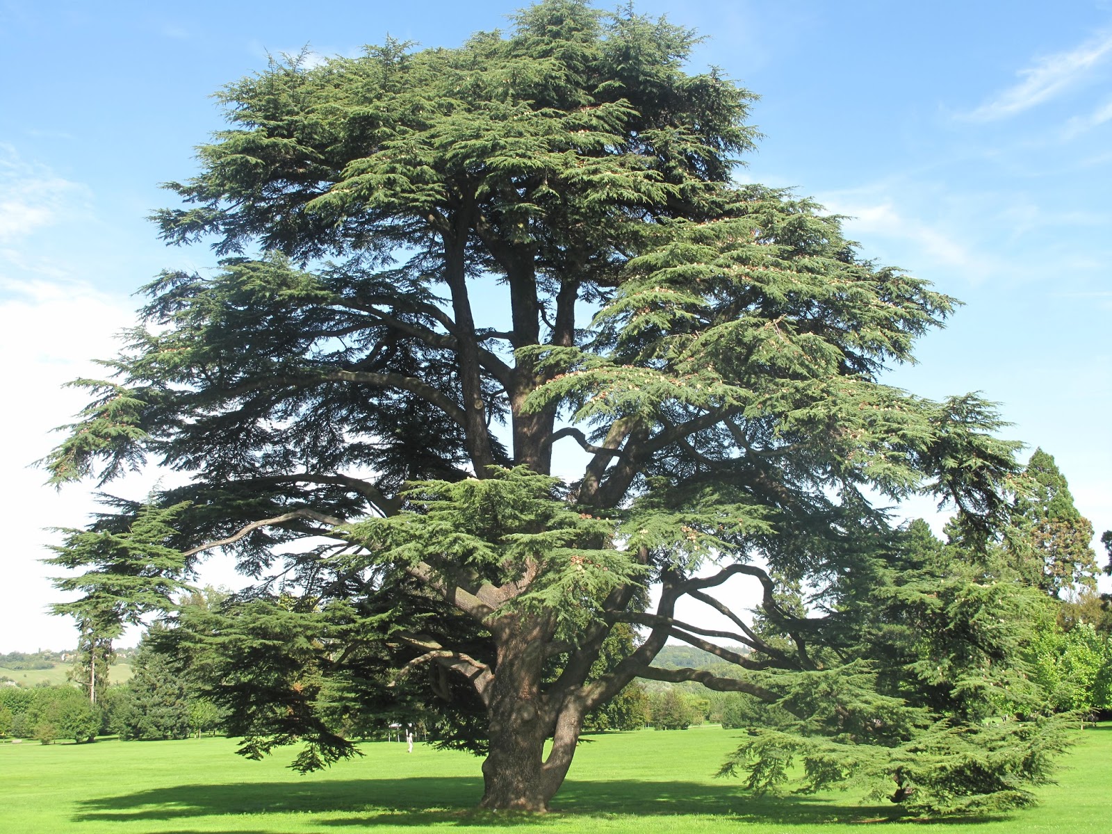 Trees Planet: Cedrus atlantica - Atlas Cedar