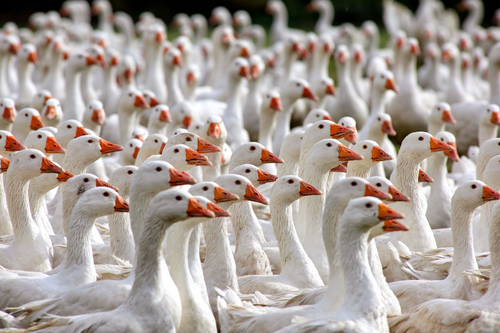 The Kashubians of Poland: Birds of The Kashubain Culture