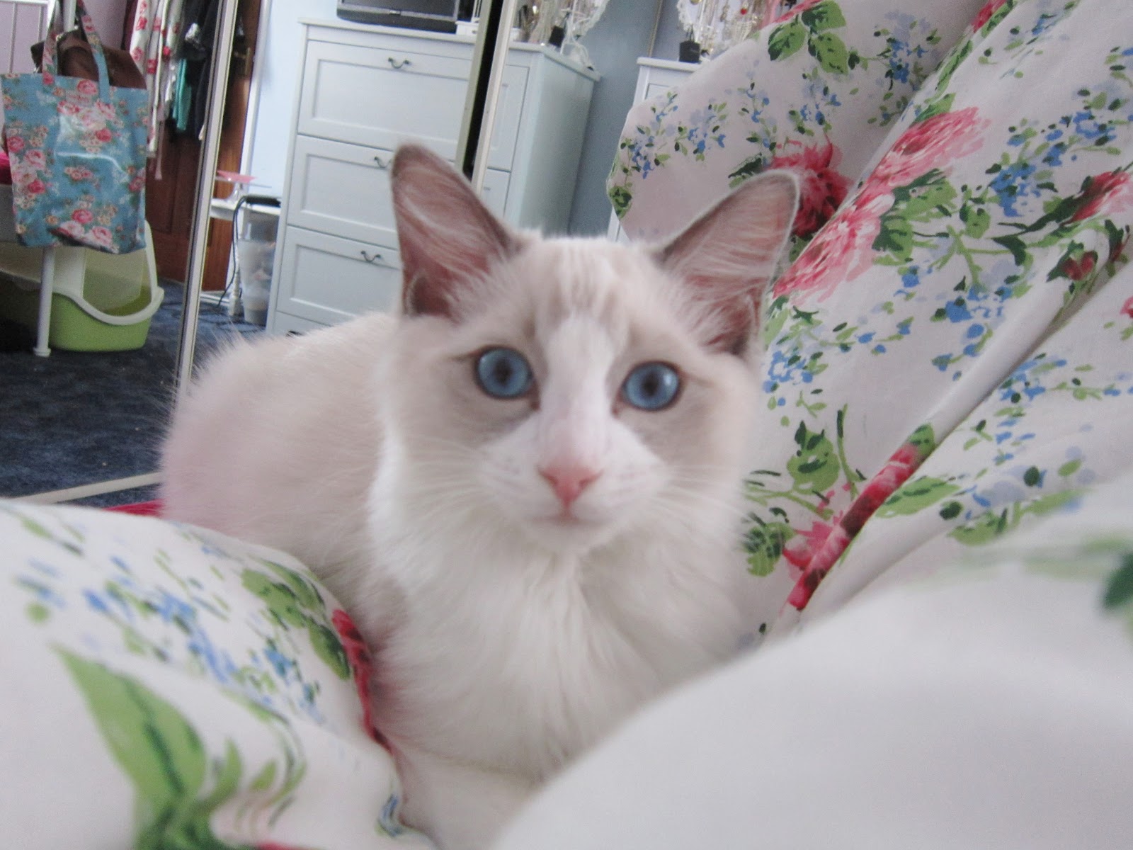 My Ragdoll Kitten, Merlin ♥ - Victoria's Vintage Blog | Milton Keynes ...