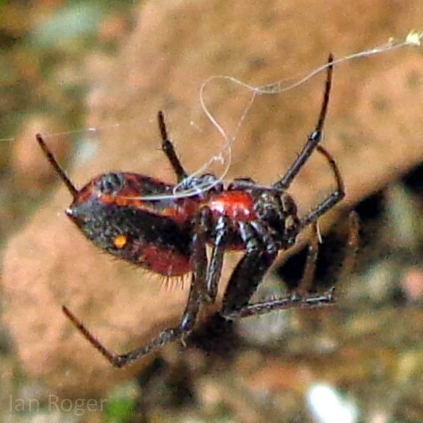 Insetologia - Identificação de insetos: Aranhas Alpaida em Rondônia