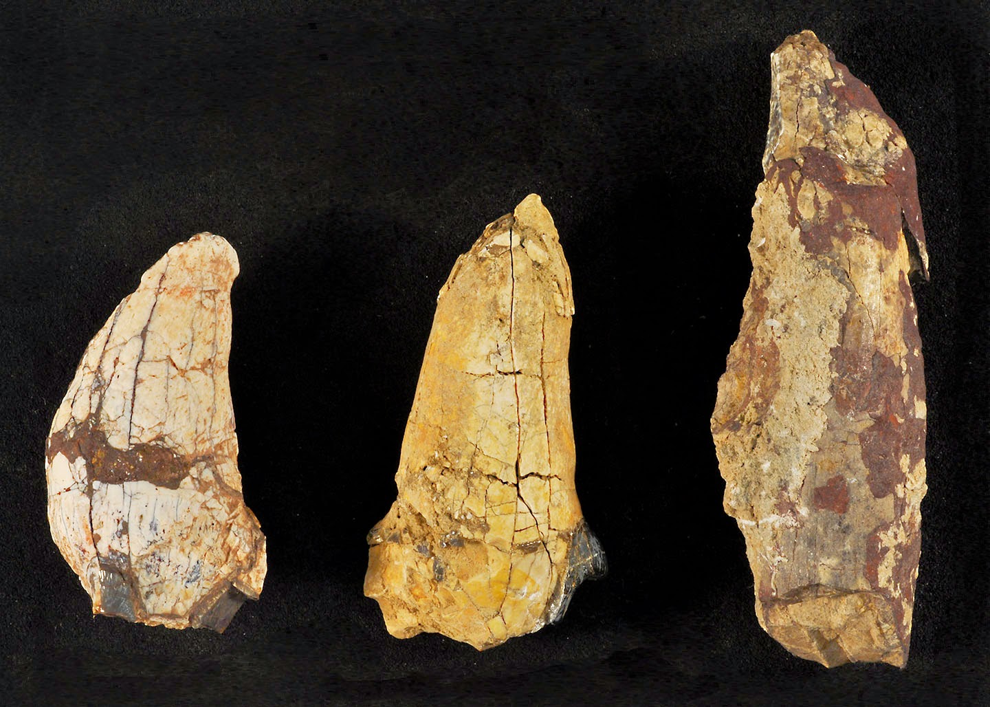 PALEO & GEO TOPICS: Comments by R. L. Squires: Coryphodon, a hoofed ...