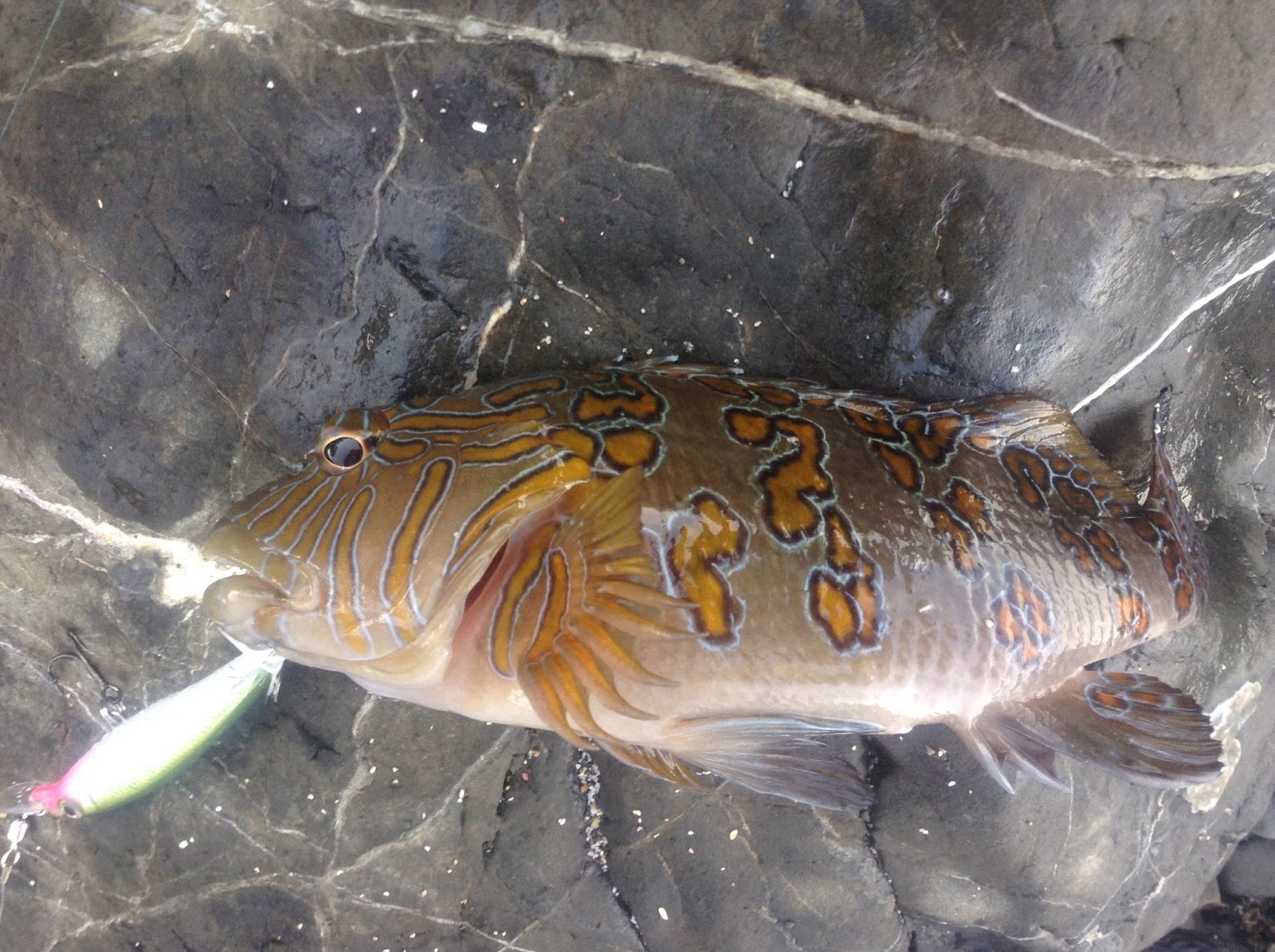 From Haida Gwaii to Panama: Cabuya Fishing