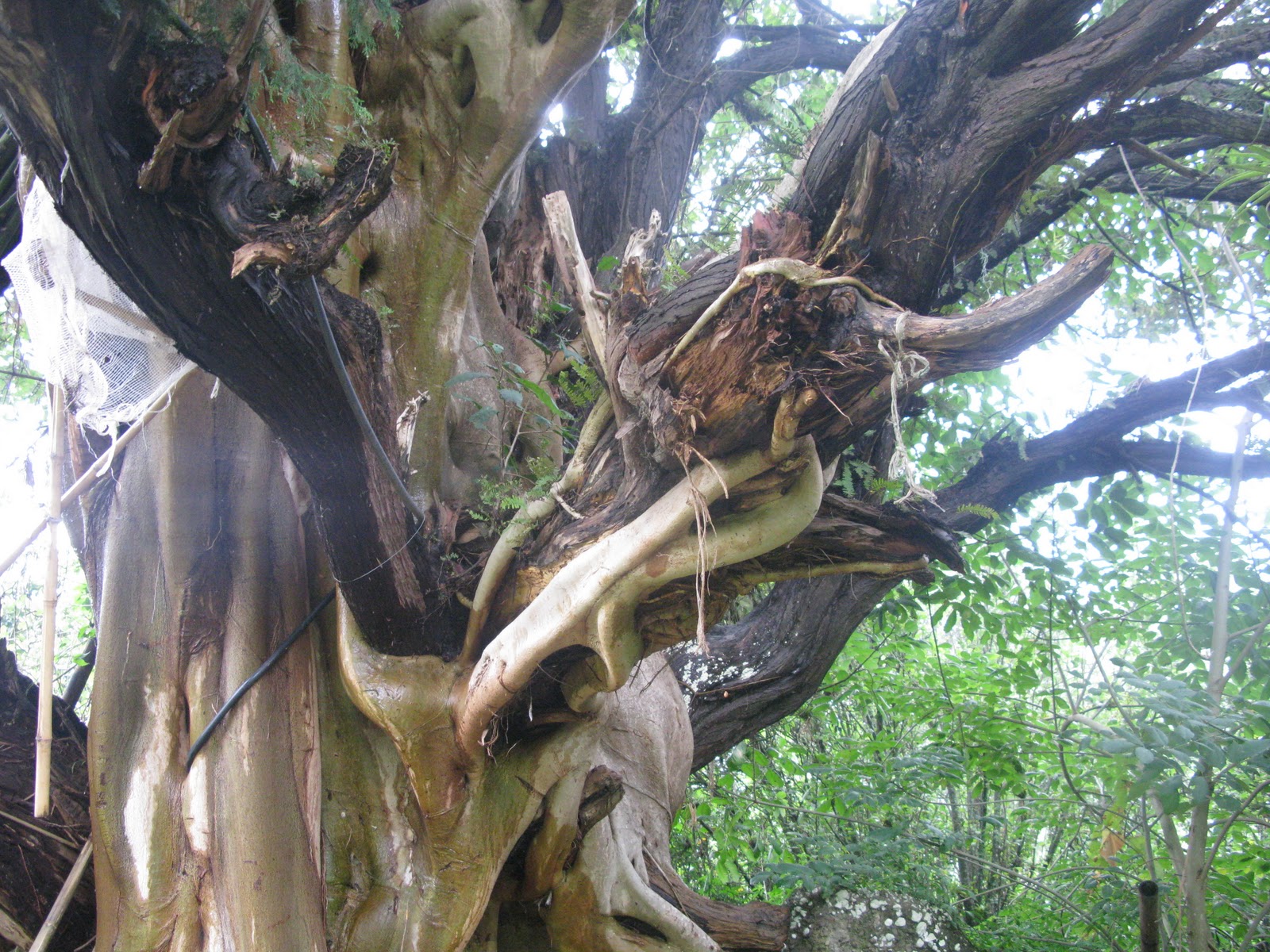 Rancho Ecológico 'El Amate': El Amate, Rincón Soñado.
