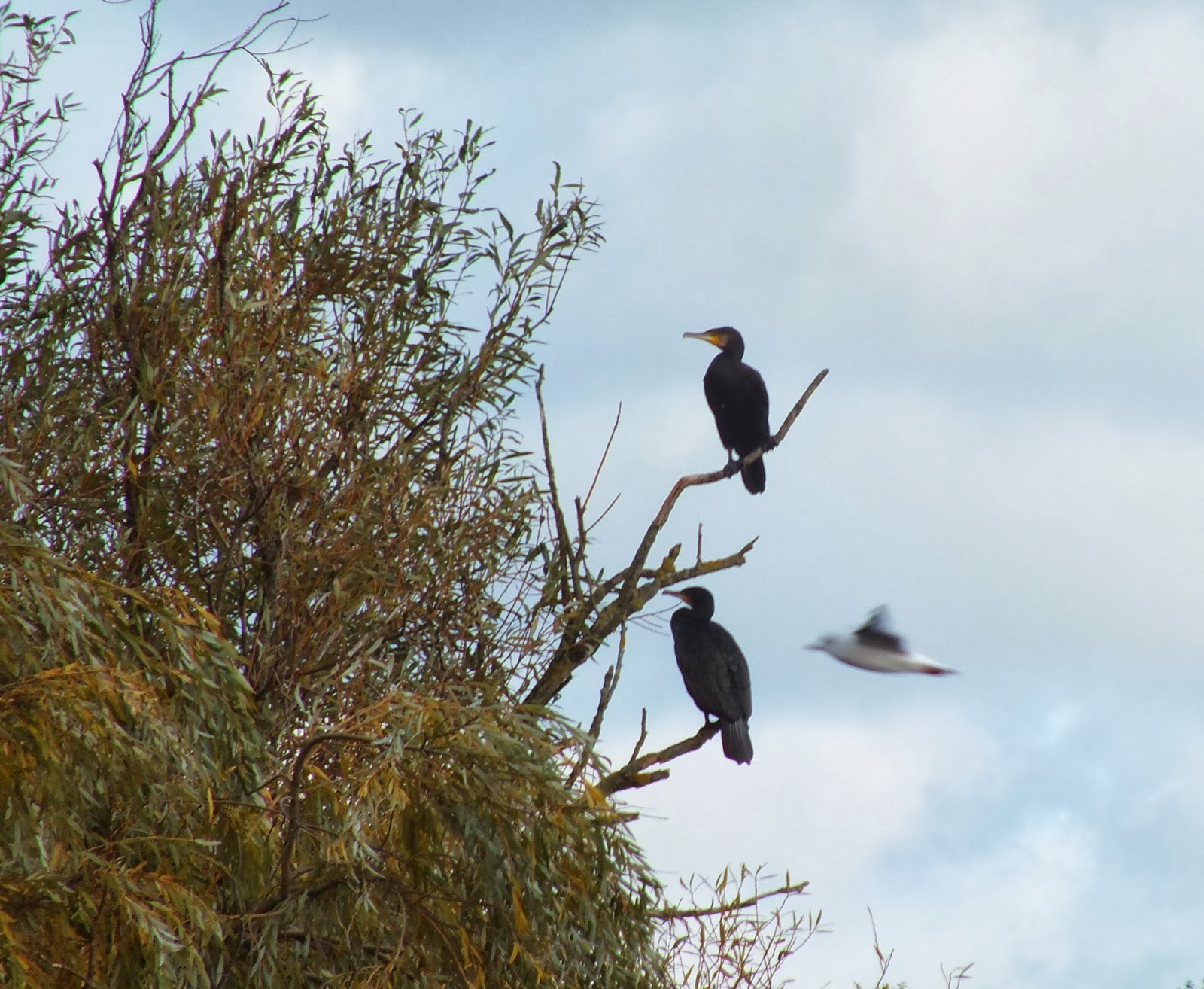 Tick 'n' go Birding: Roding Valley lake & the Intone Stone RAF Chigwell.