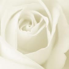 All Colors of Rose is here.......: White Rose