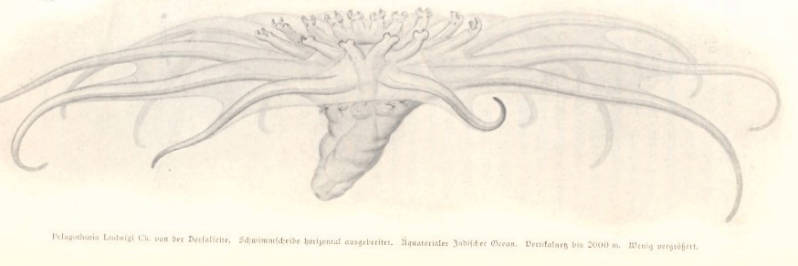 The Echinoblog: Deep-Sea Swimming Sea Cucumbers and the "most bizarre ...