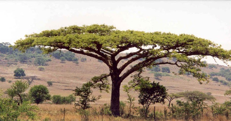 Tropical Thorn Forest