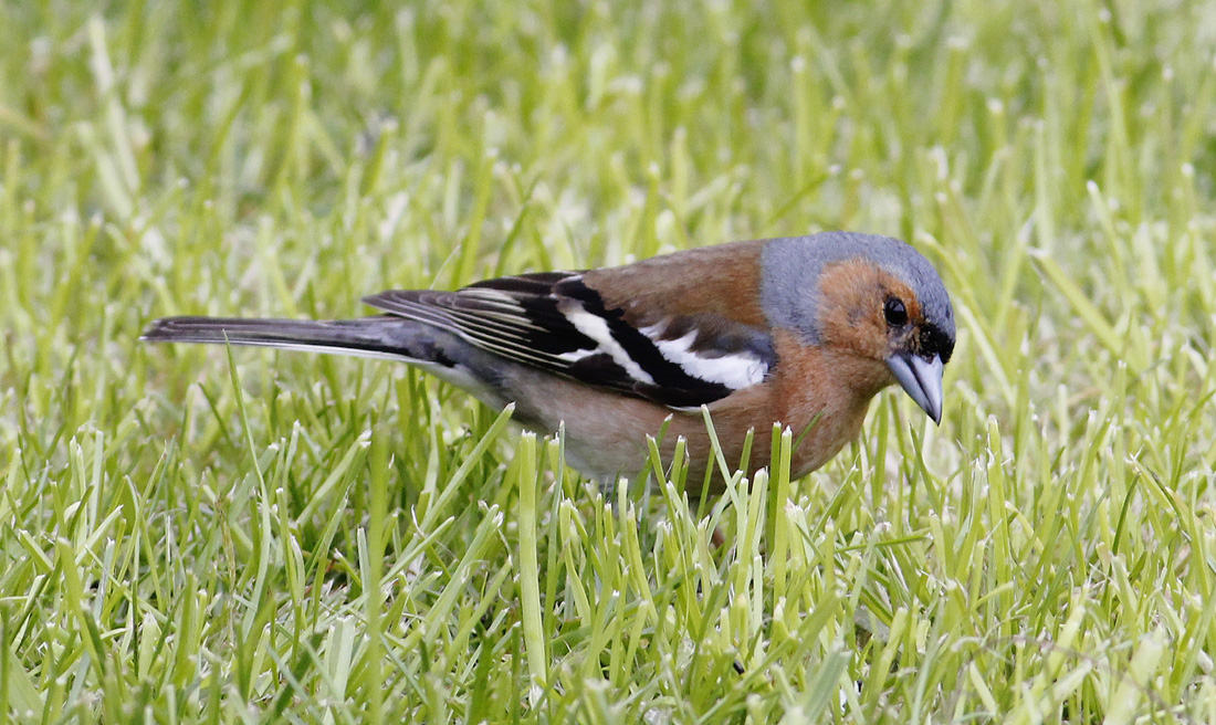 Another Bird Blog: In A Ringer's Garden