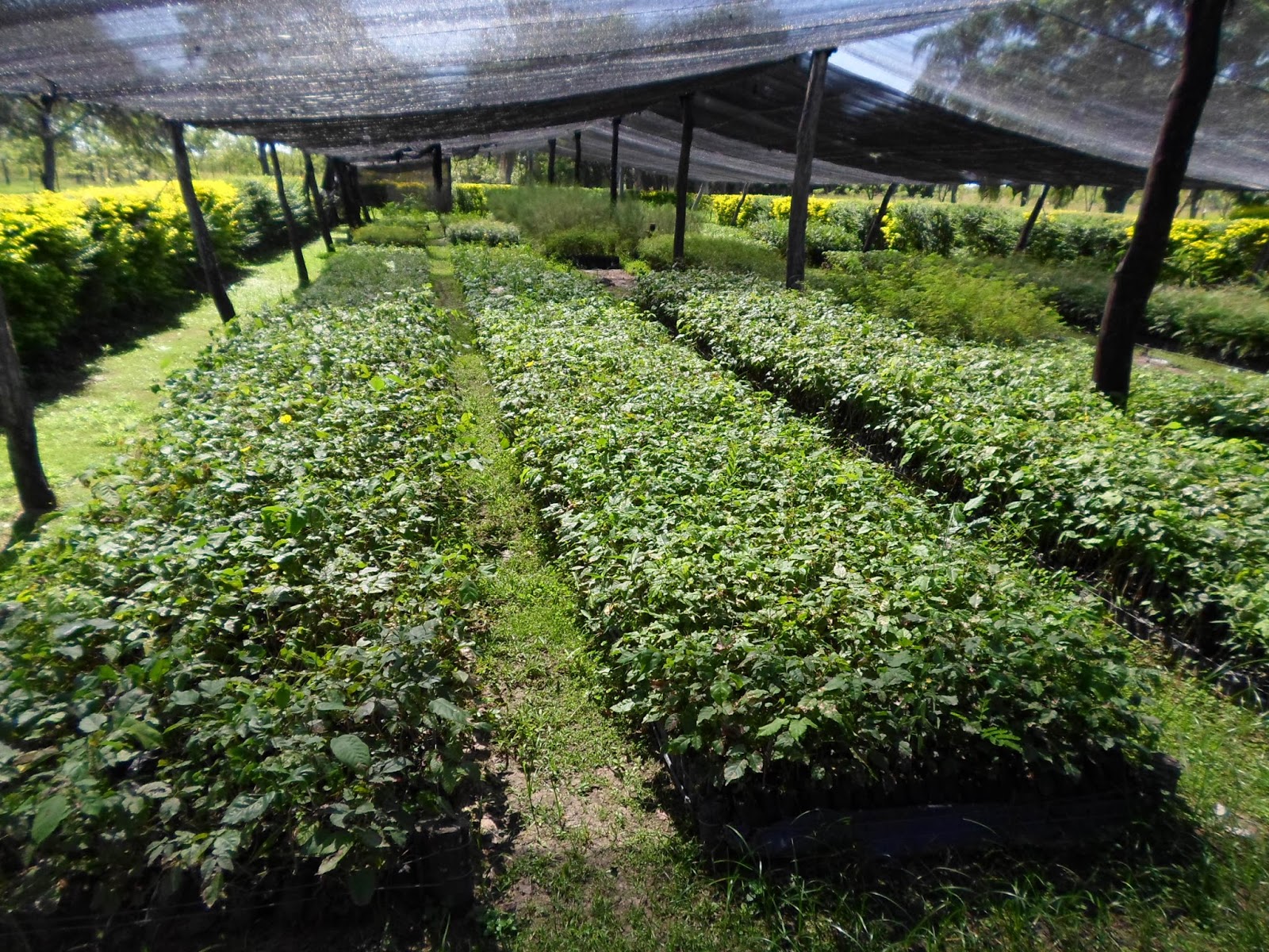 PROGRAMA NACIONAL DEL ALGARROBO: Visita al Vivero Forestal del ...
