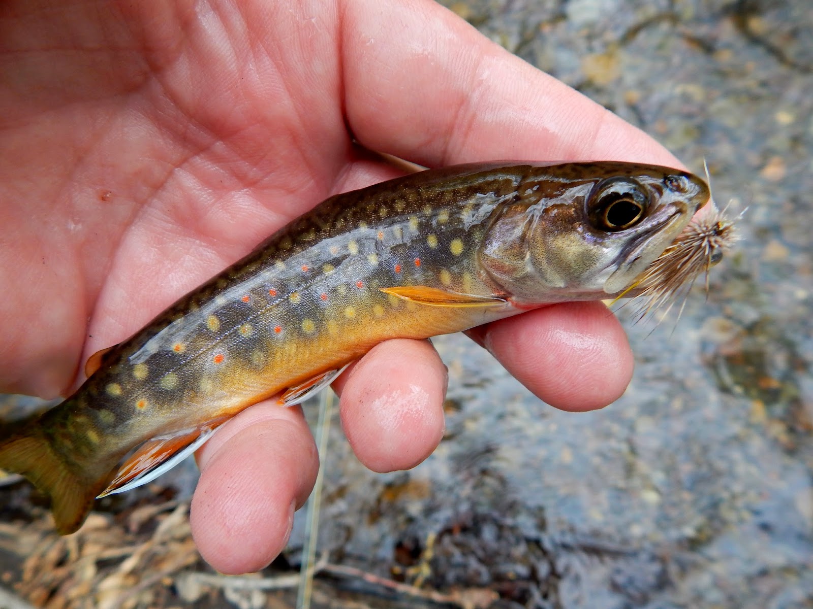 Small Stream Reflections: The Mini Muddler
