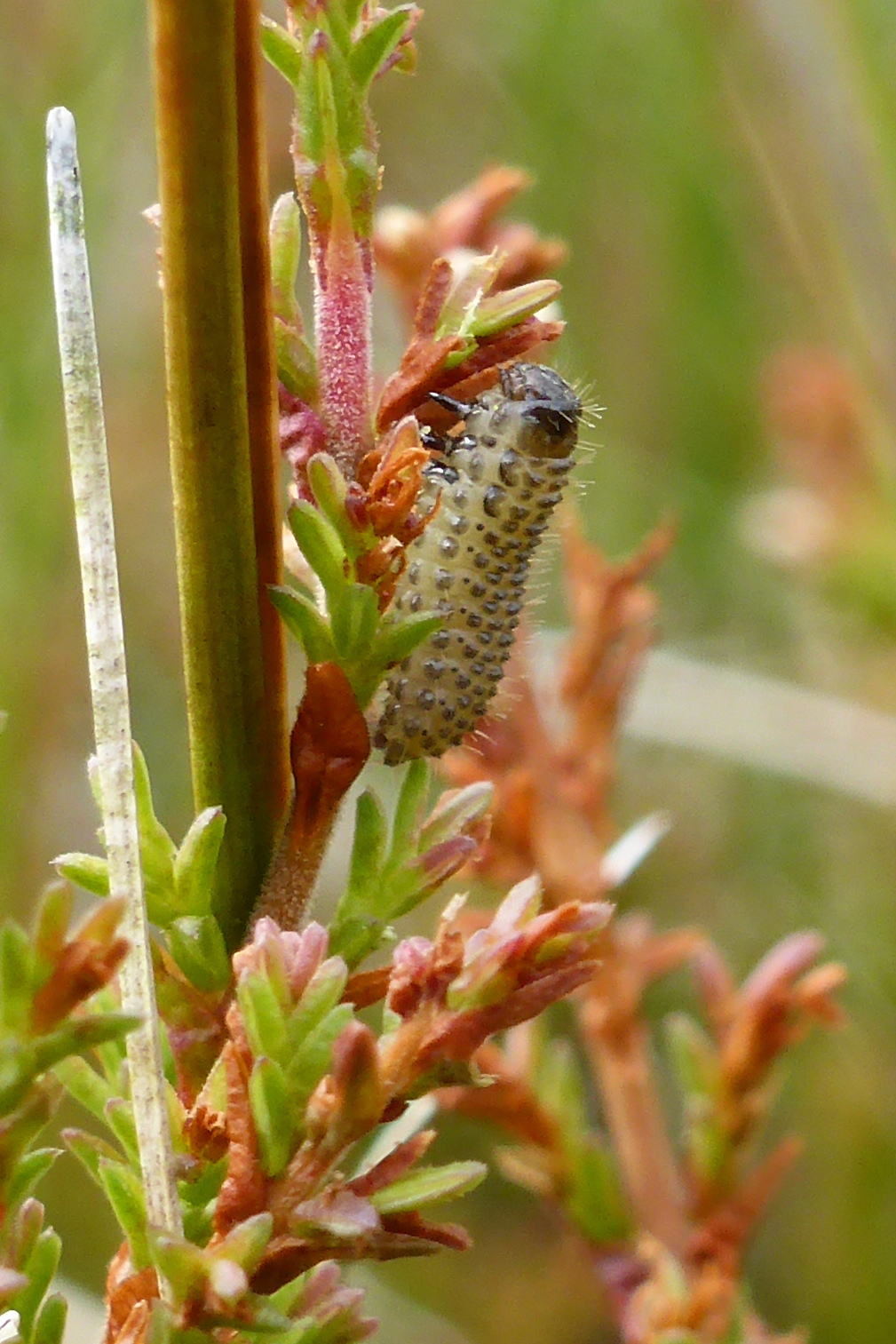 Talking Point: The Heather Beetle Season