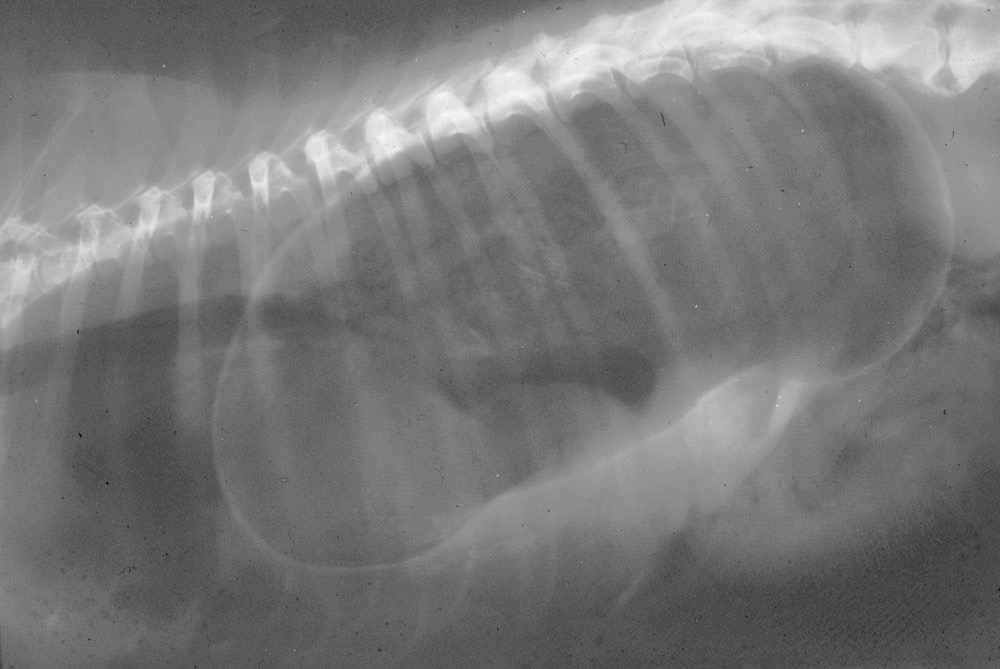 What Is A Diaphragmatic Hernia In A Dog
