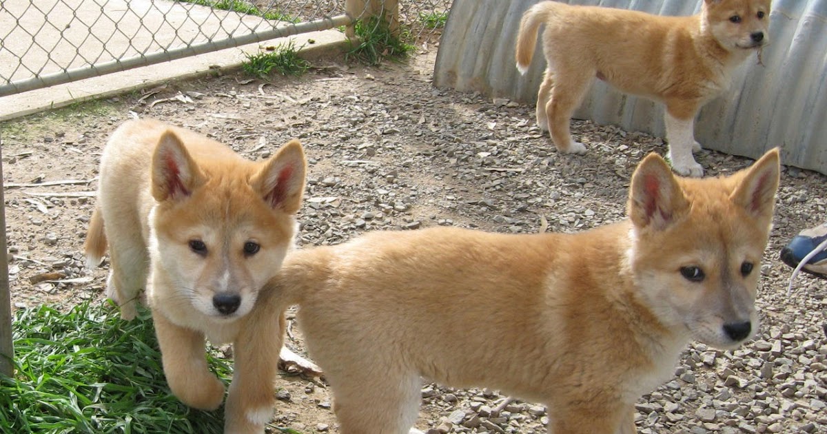Dingo | Wild Life World