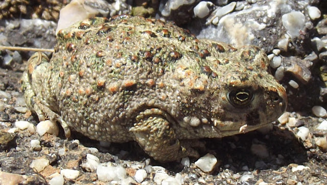 Extremadura naturalmente: Sapos y culebras