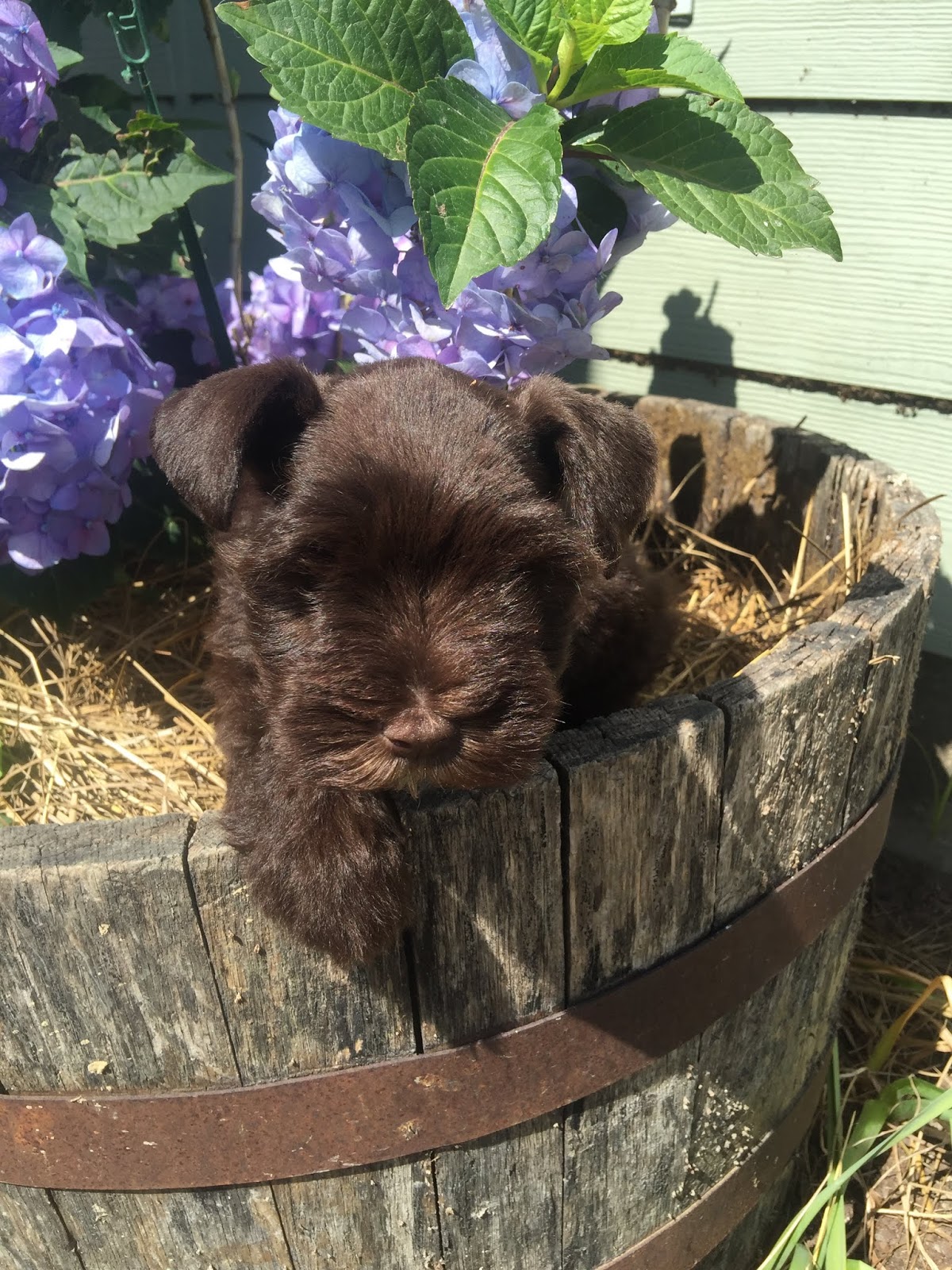 Diamond Doggies -- Specializing in Chocolate (liver) Colored Toy Schnauzers