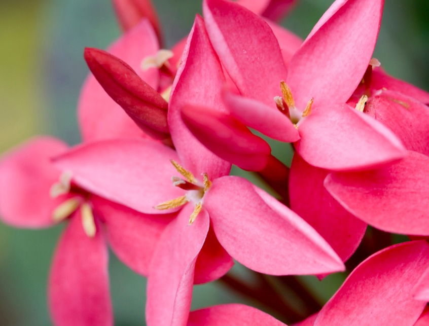 El Viajero: Jungle Flames: Santan