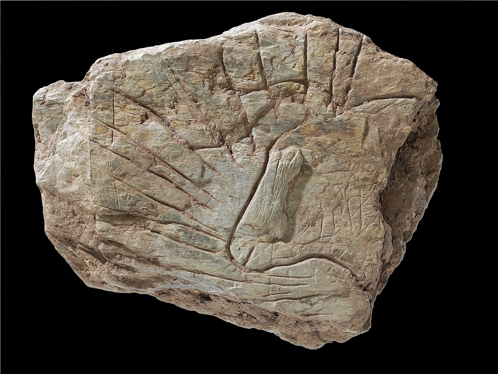 Rock Art Blog: NEW DISCOVERIES IN AZILIAN CULTURE ROCK ART: