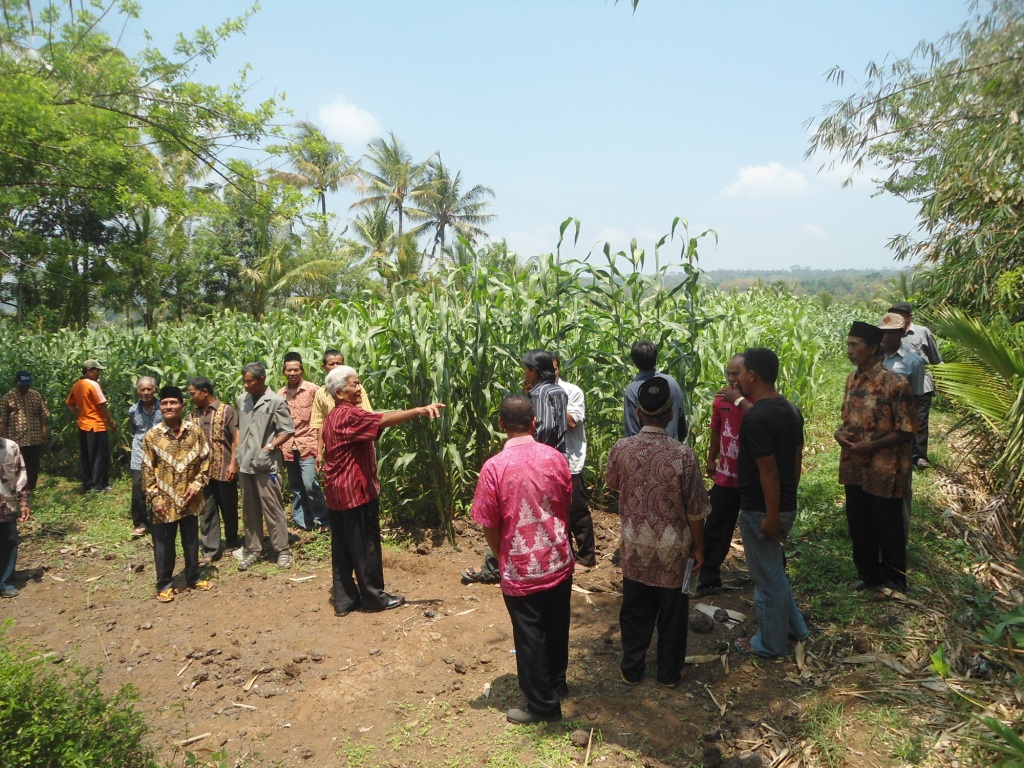 PROSES PENYULUHAN - pemuda tani