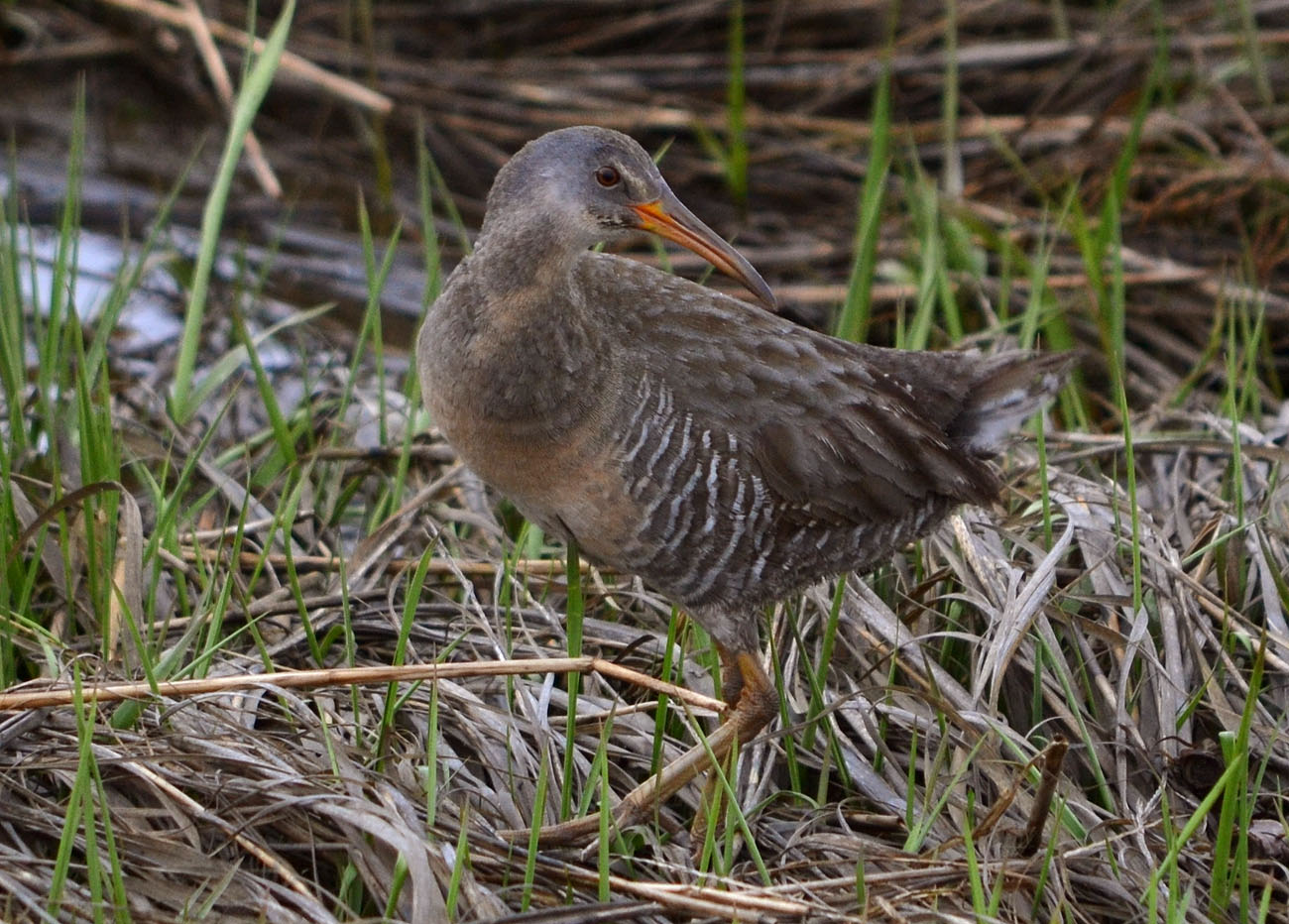 Woods Walks and Wildlife: May 2014