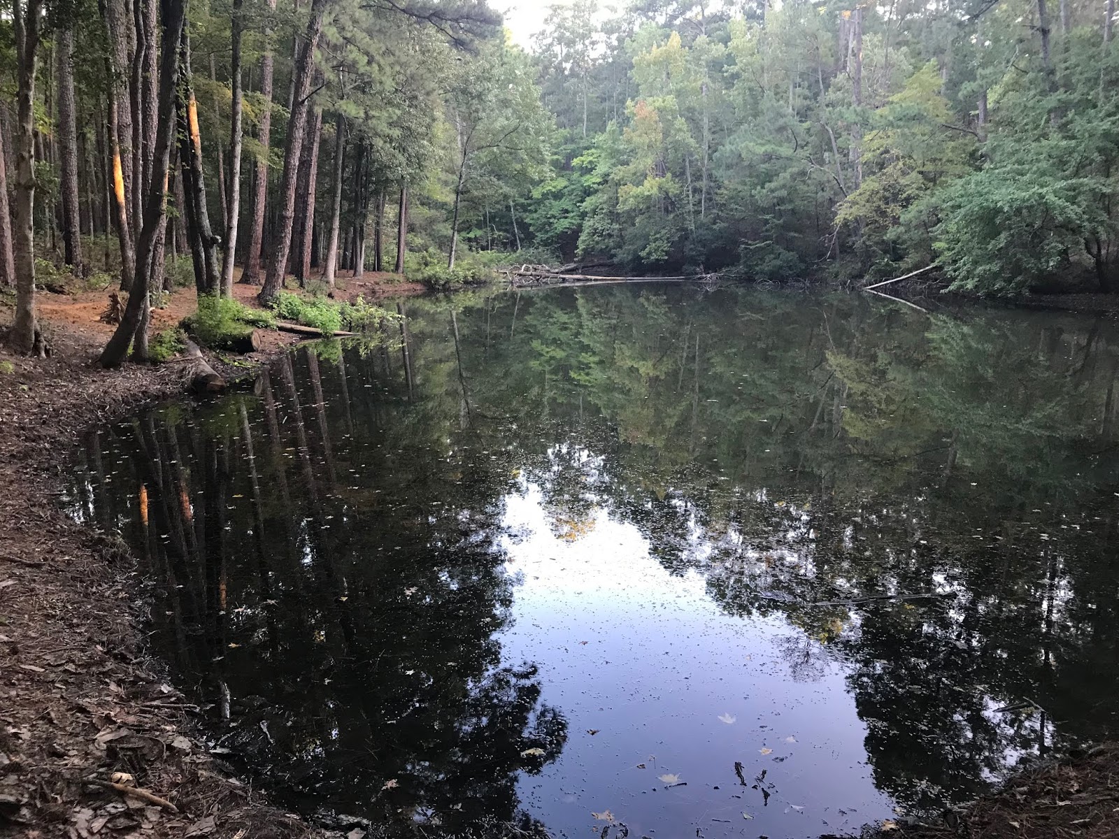 Texas State Parks and Travel Tour: Mission Tejas State Park, 3/8/14 - 3 ...