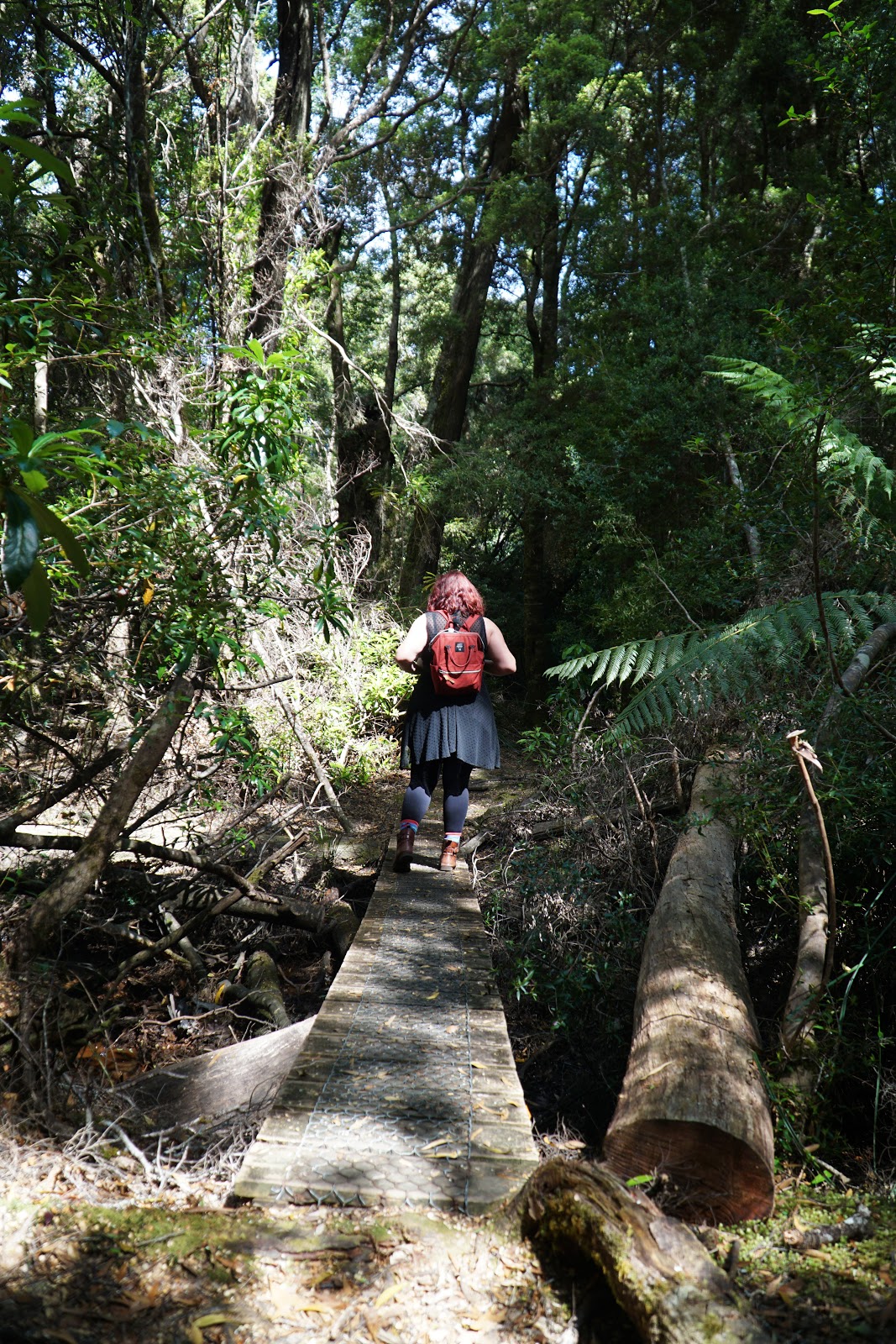 Huon Pine & Whyte River Track (Pieman River State Reserve) ~ The Long ...