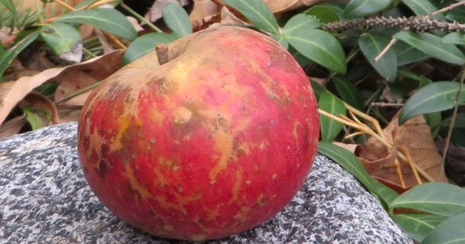 Scarlet Crofton* - Adam's Apples