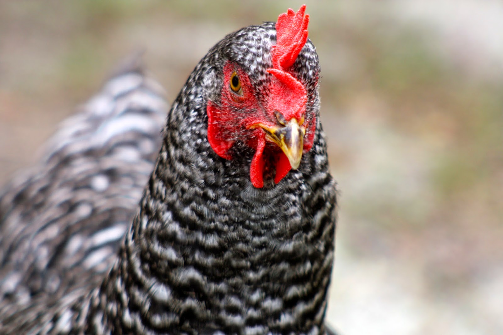 Breed Spotlight: Barred Plymouth Rock