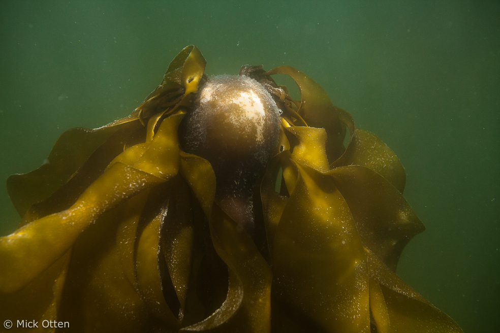Mick's marine biology: Underwater forest of bull kelp: a dream comes true