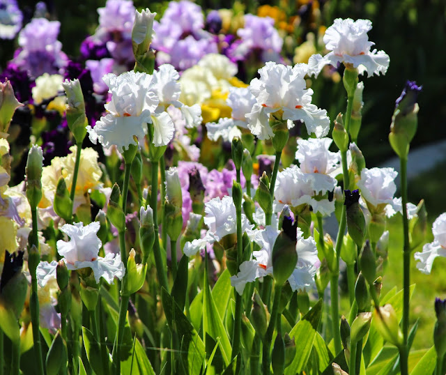 World of Irises: "Talking Irises" TALL BEARDED IRISES -- Revamping An ...