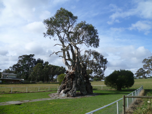 Whereiswitchwae?: Herbig Family Tree @ Springton