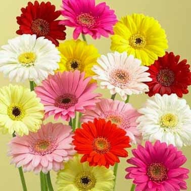Gerbera cultivation - General Agriculture